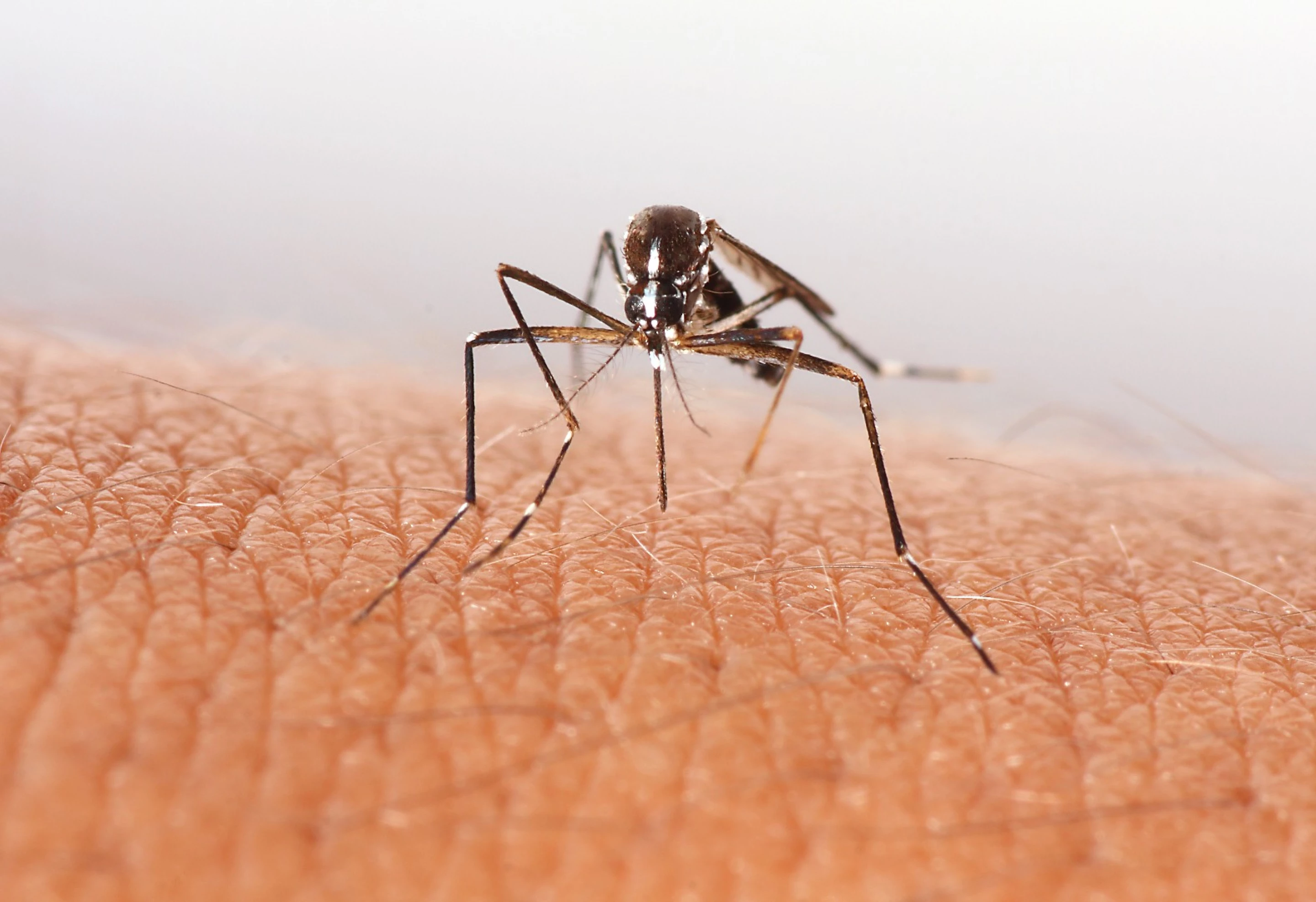 Mosquitos inspire pain-free micro-needle