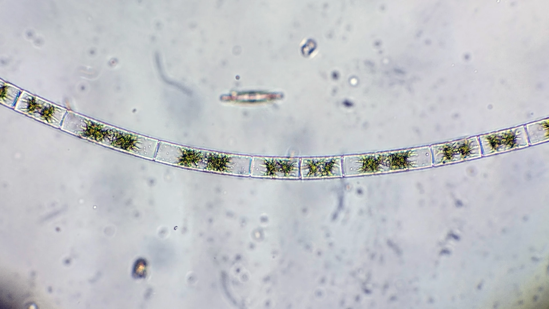 'Genetic programs' allowed the ancestor of all plants to conquer dry land