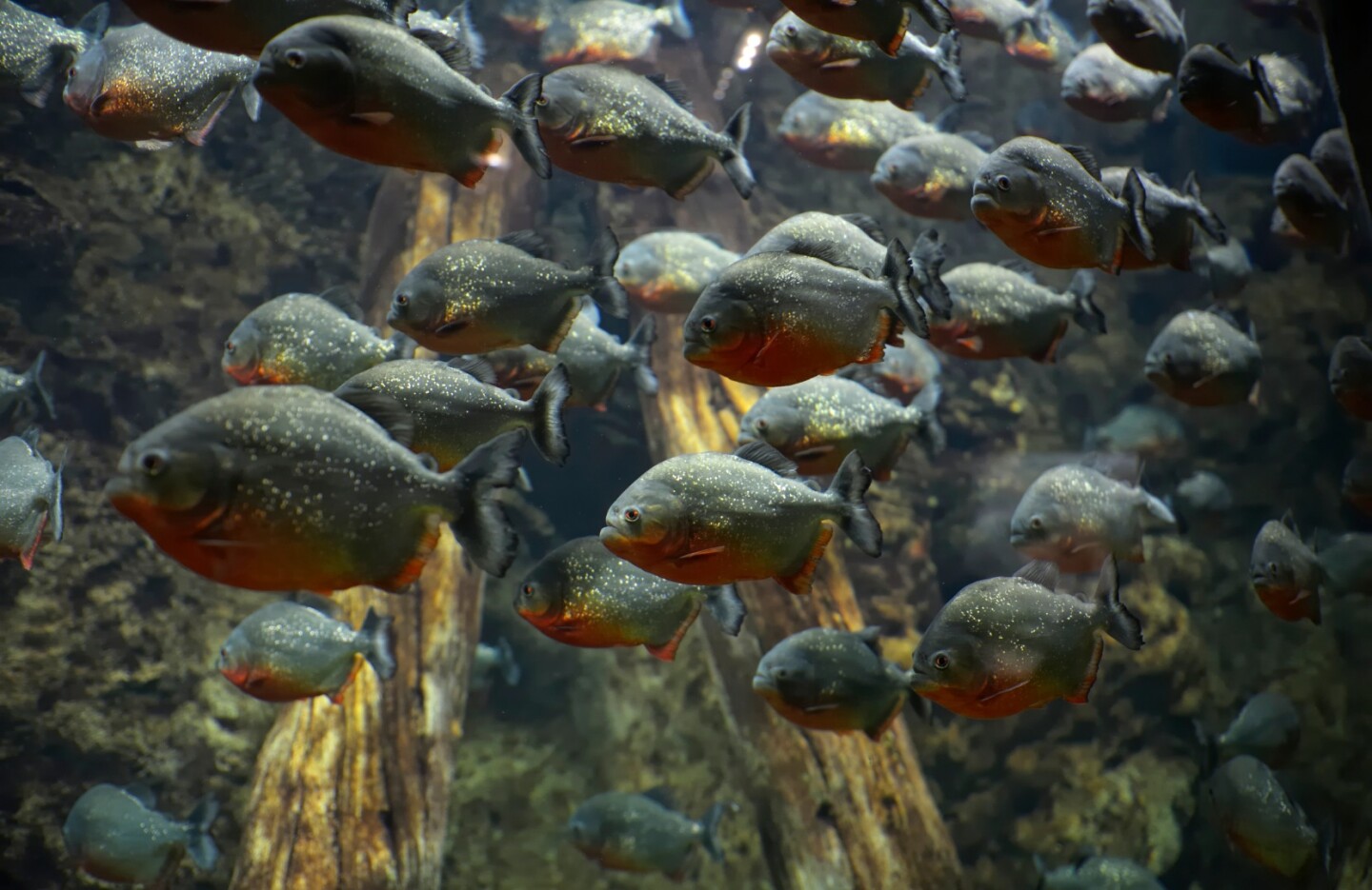 Biologist locates piranhas by listening for them barking