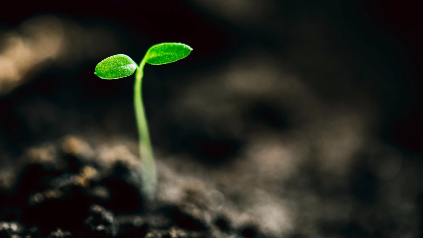 Plant "brains" use human-like process to decide when to sprout