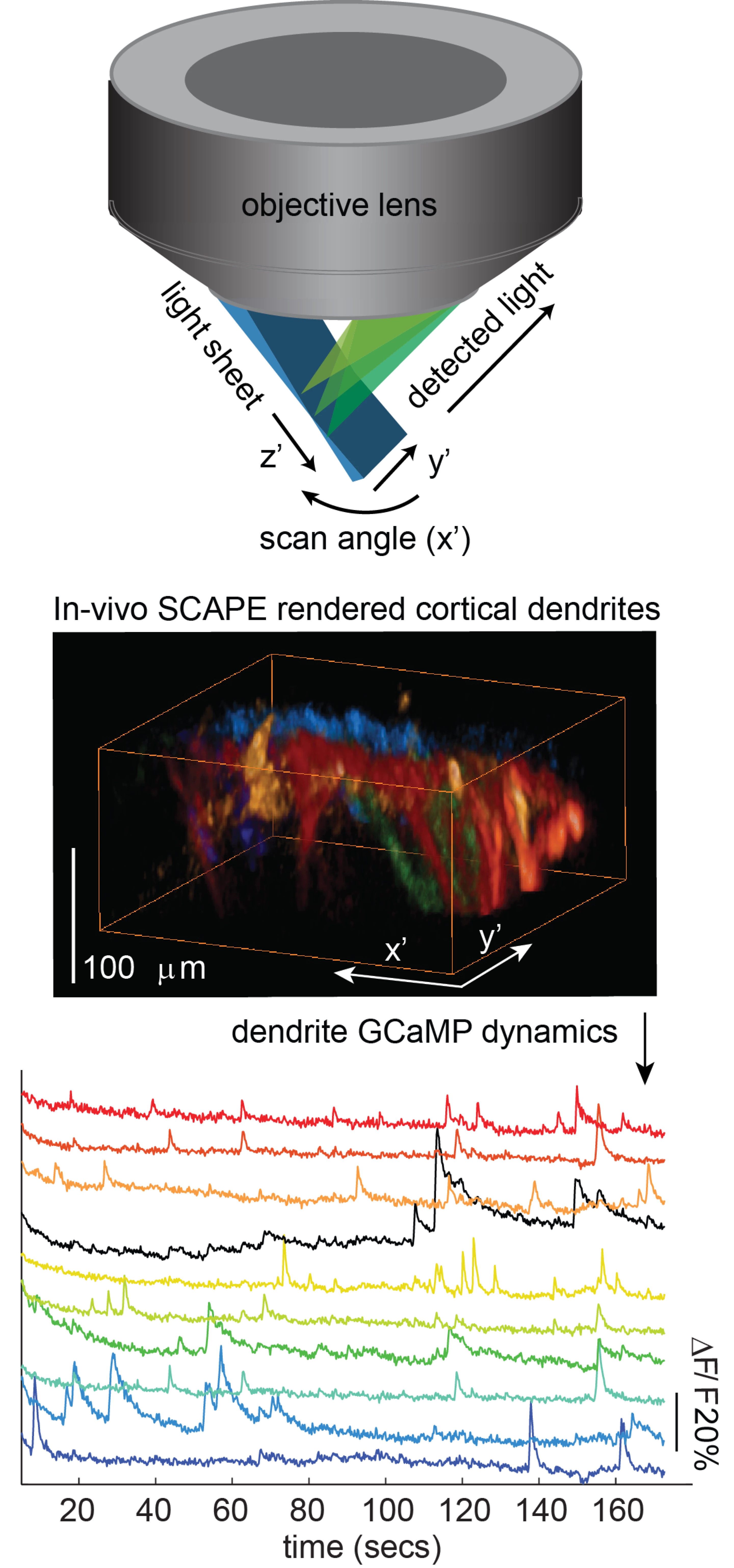 "SCAPE" microscope offers faster and simpler imaging of freely moving ...