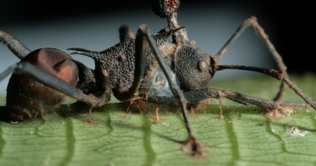 "Zombie ant" fungus found to leave its victim's brains uneaten