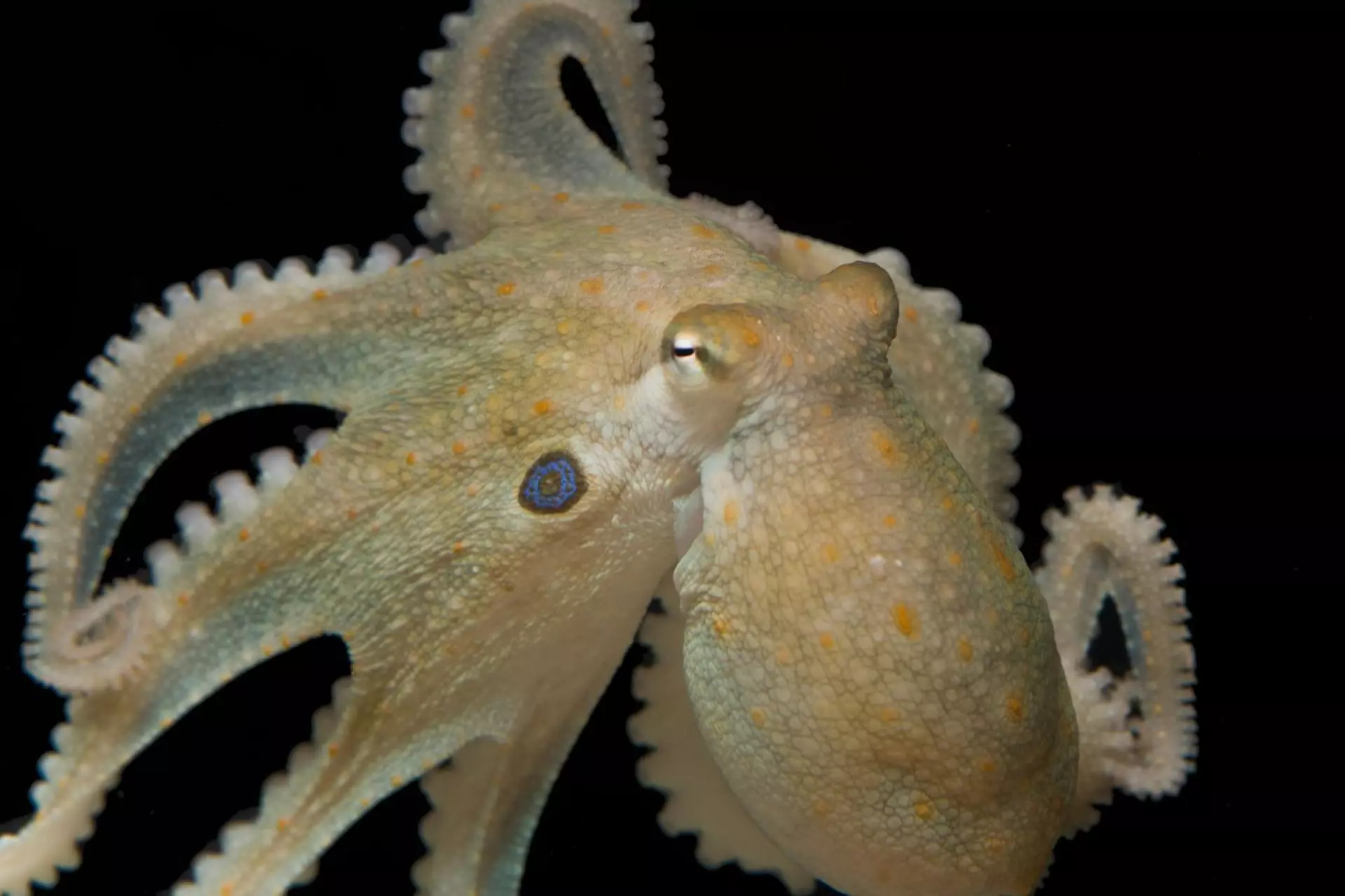 Why scientists gave ecstasy to octopuses
