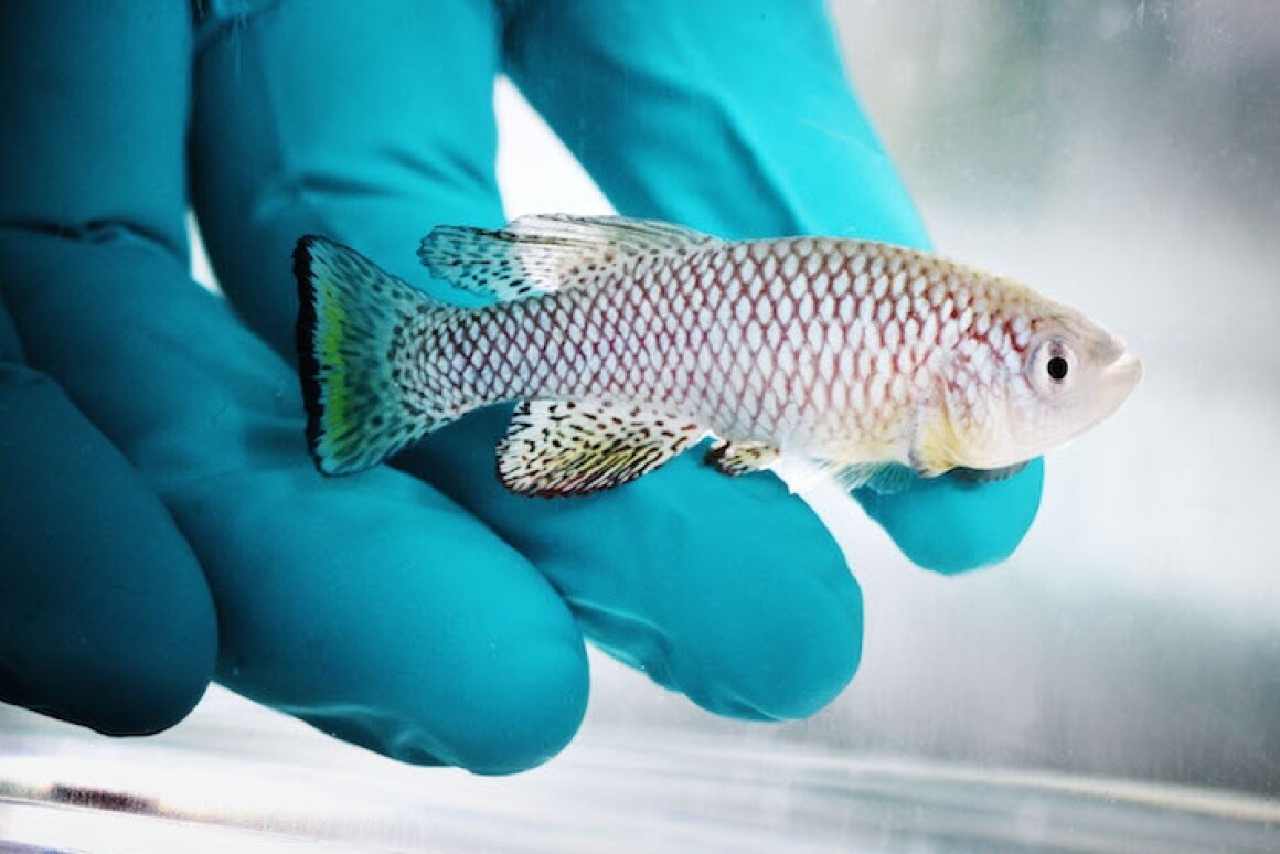 "Feces of youth" extends fish lifespan by 37 percent