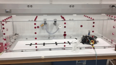 Cyborg locusts sniff out a career in detecting explosives