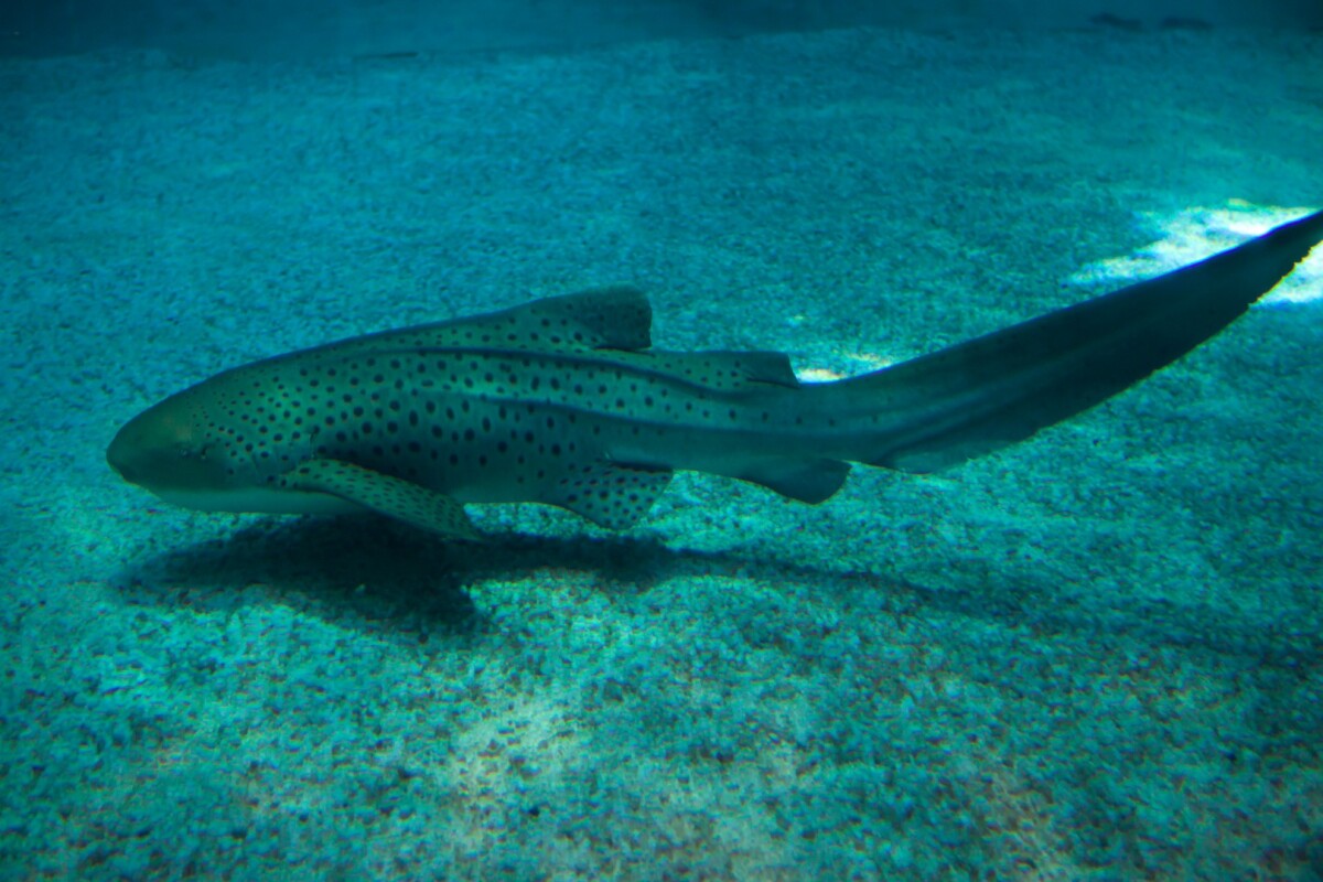 leopard shark mating