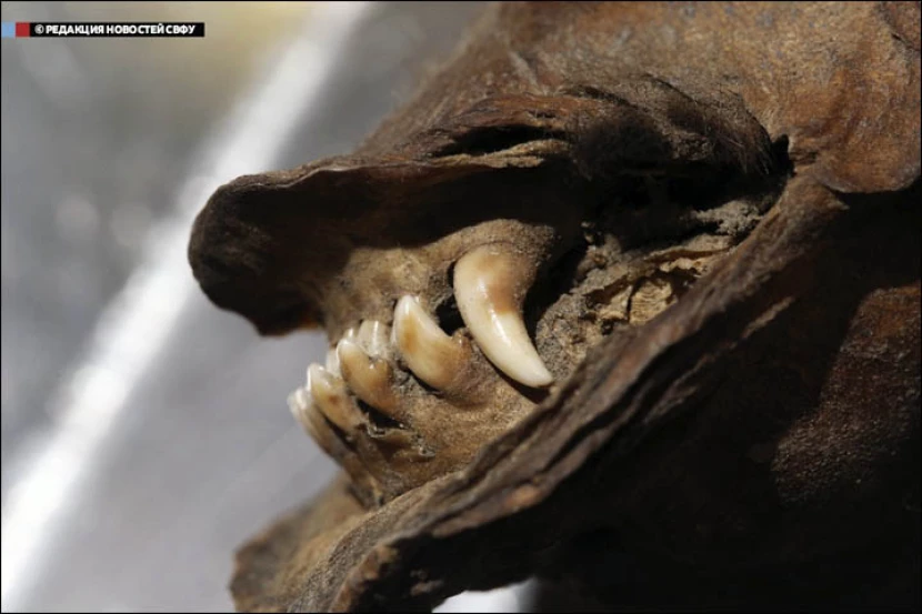 RNA recovered and sequenced from 14,000-year-old mummified wolf