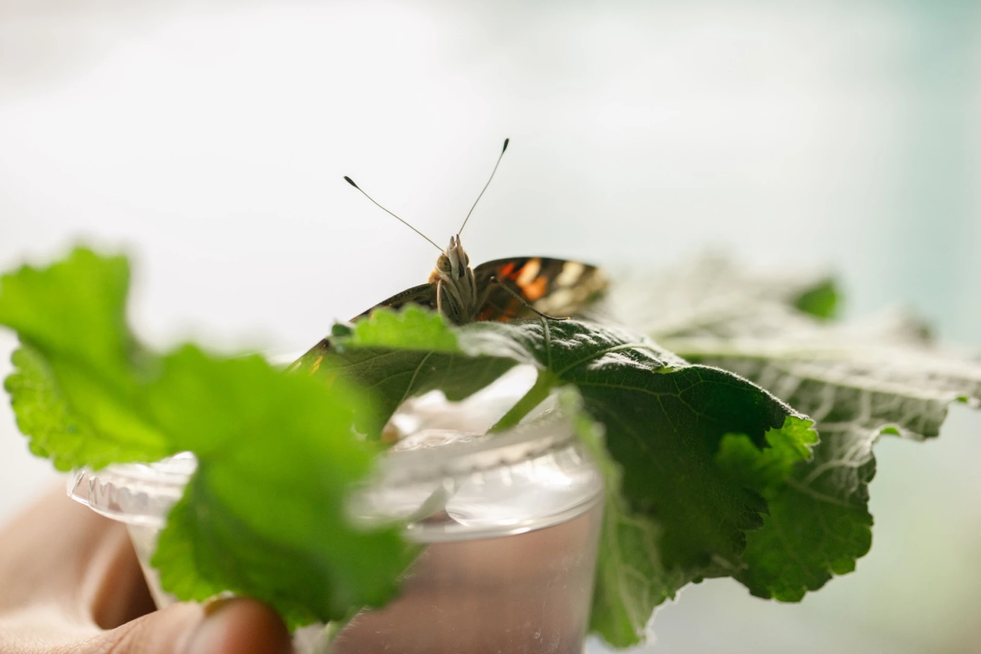 Butterfly wing patterns altered with CRISPR offer insights into ...