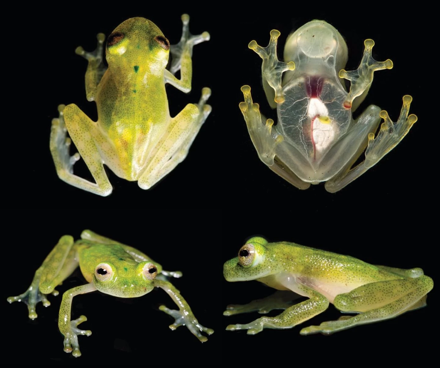 Newly-discovered frog has visible heart