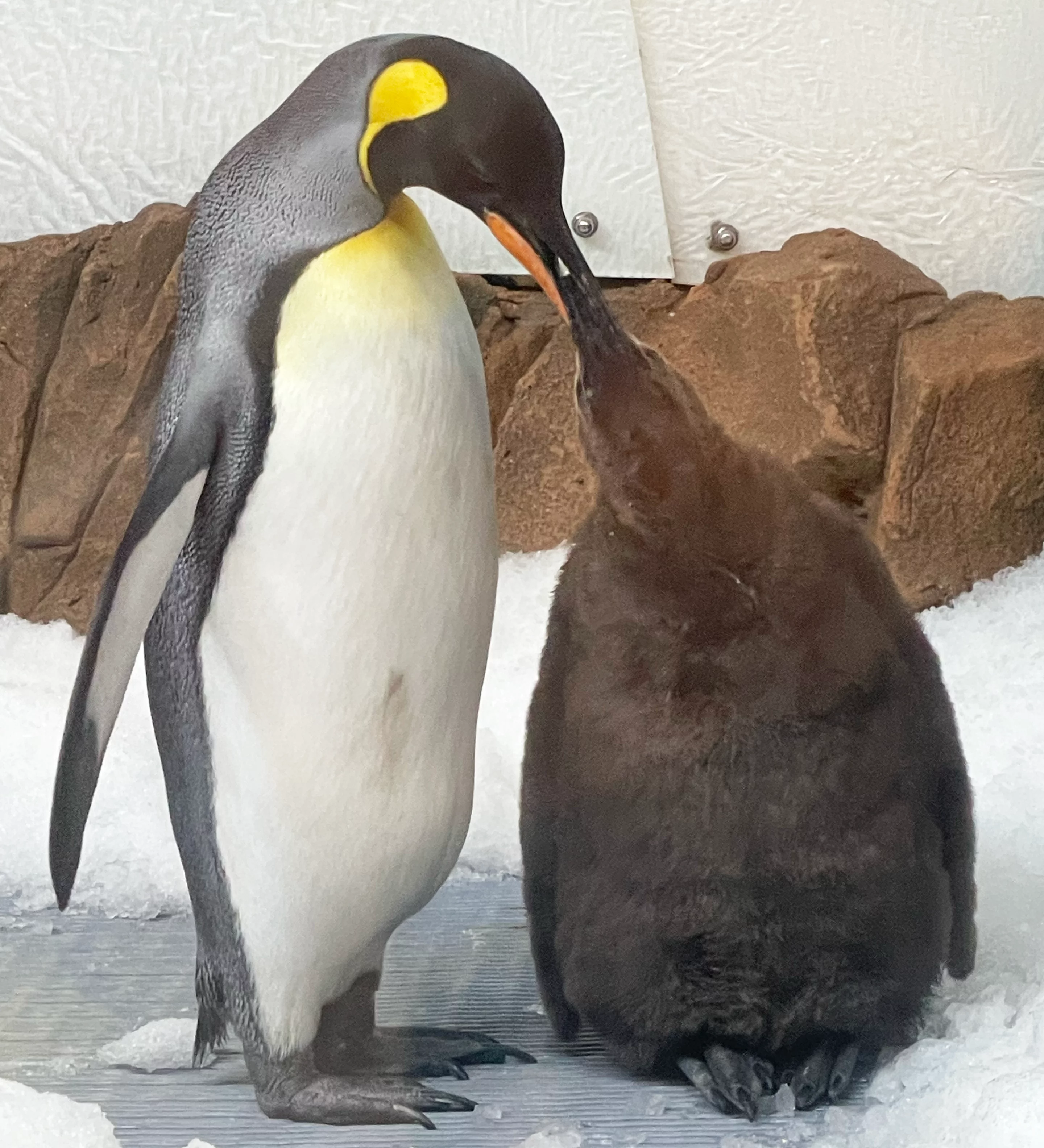 Massive 50-lb king penguin chick Pesto becomes a surprise global star