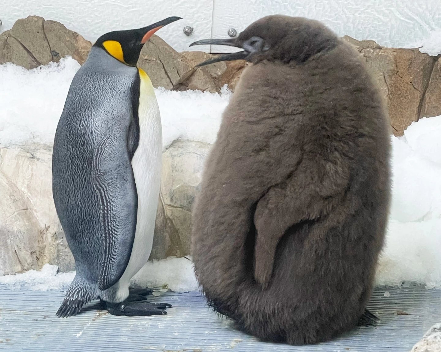 Massive 50-lb king penguin chick Pesto becomes a surprise global star