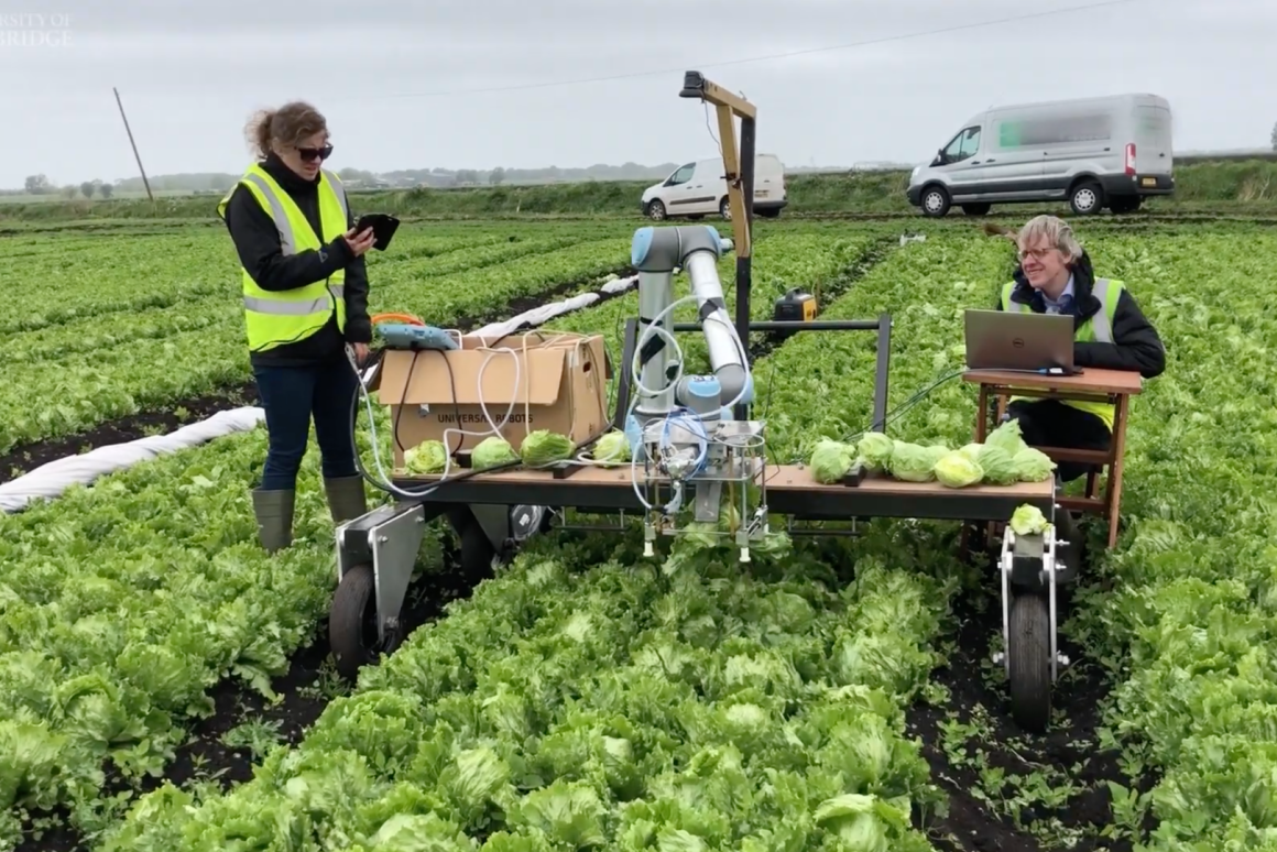 Machine learning helps robot harvest lettuce for the first time
