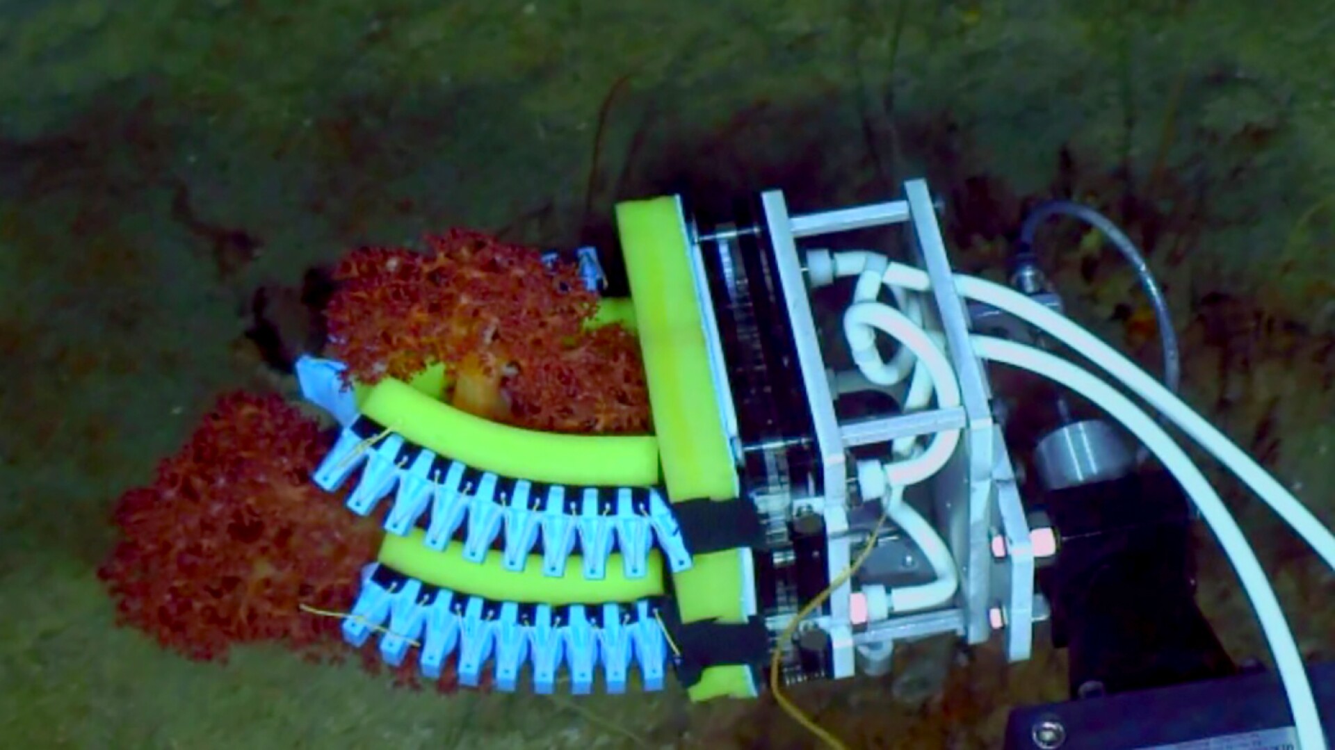 Soft robotic grippers lend a delicate hand in undersea exploration