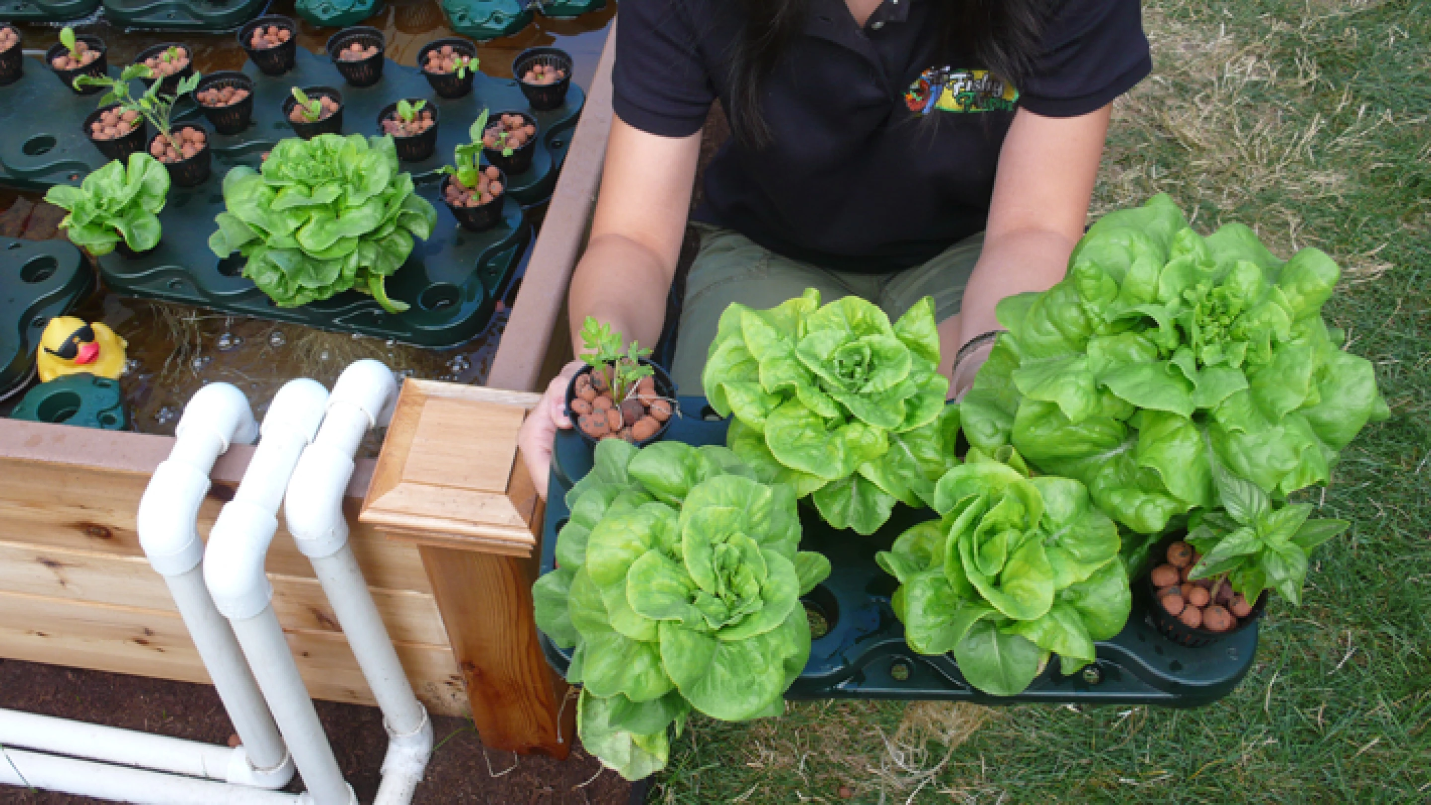 Fishy Farm combines horticulture, aquaculture, and vermiculture