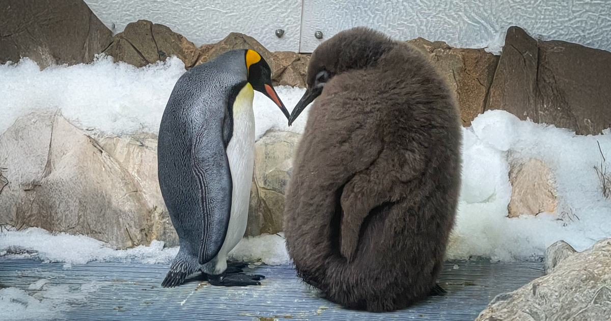 Massive 50-lb king penguin chick Pesto becomes a surprise global star