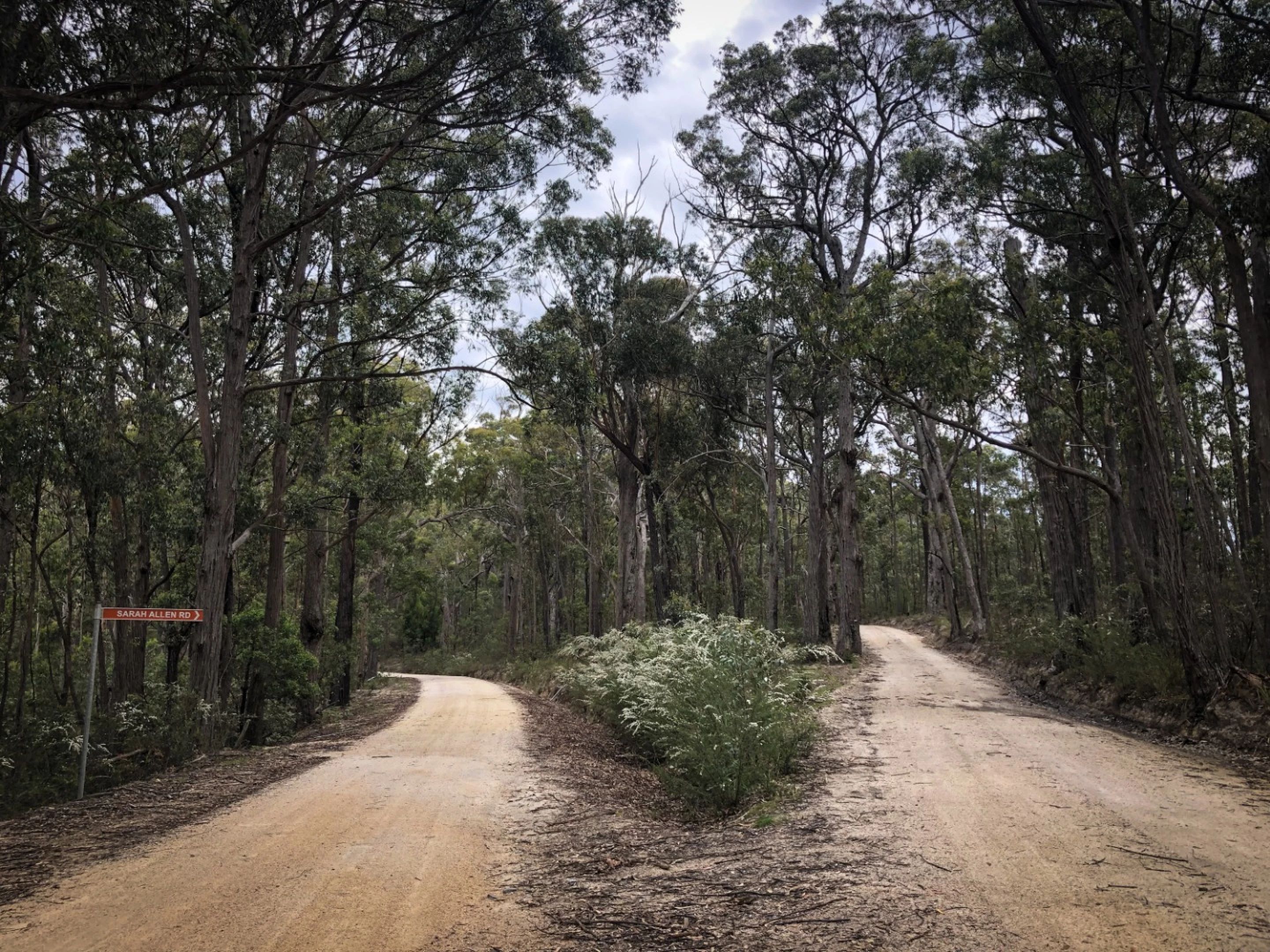Bikepacking and bush-bashing through lush forest on Australia's ...