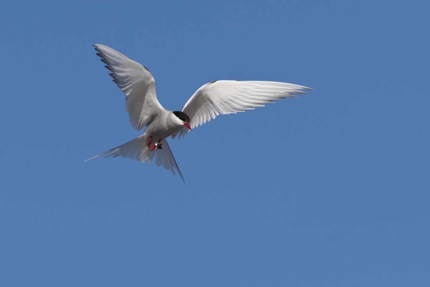 The remarkable migratory patterns of the Arctic Tern