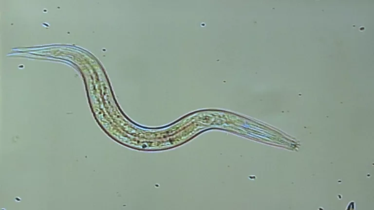 40,000-year old worms revived from Siberian permafrost