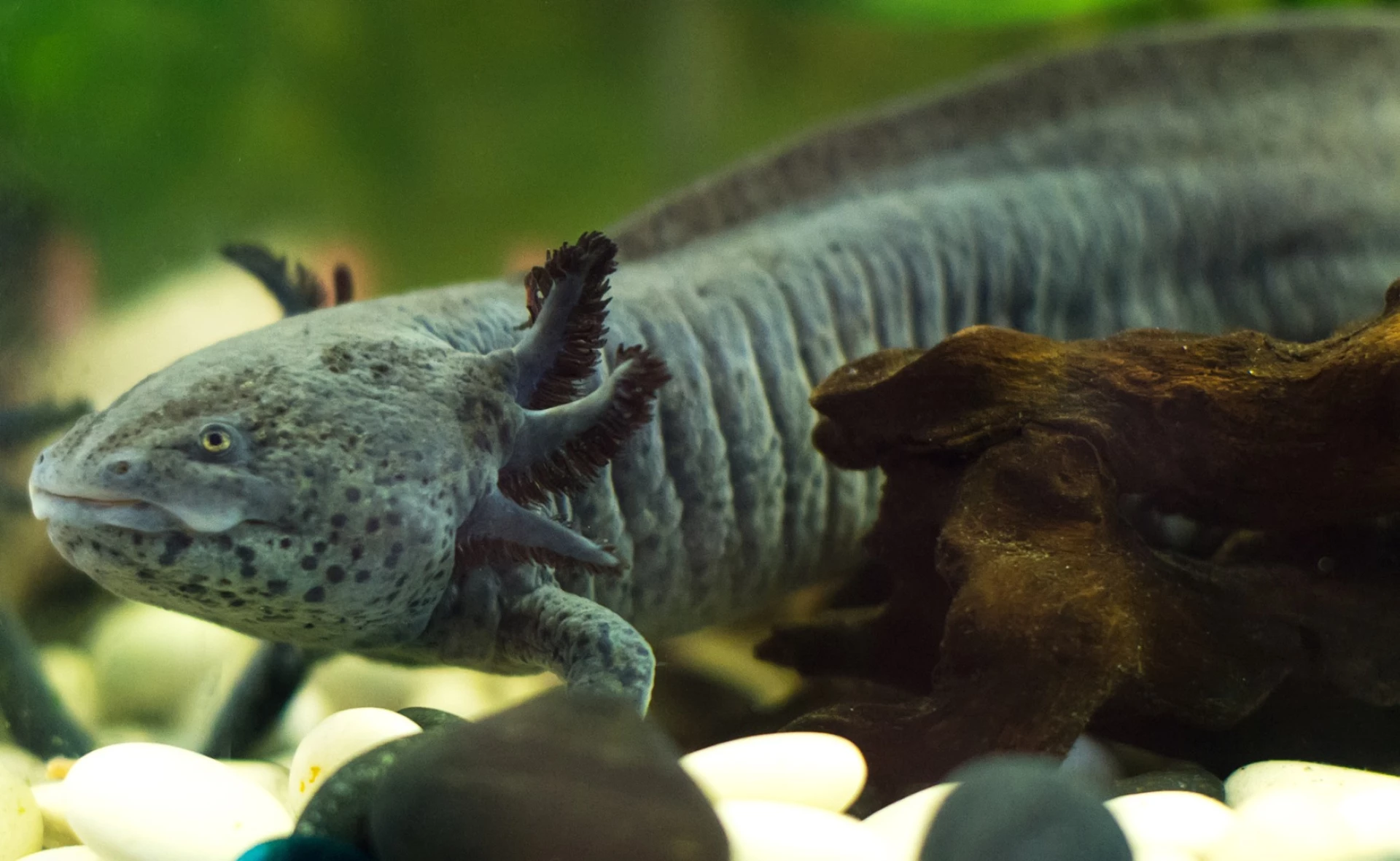 Axolotl genome sequenced, revealing regeneration genes
