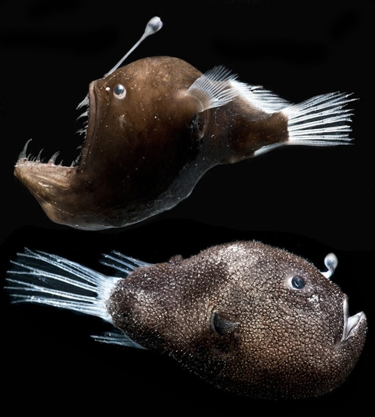Genetic study reveals how anglerfish light up the deep