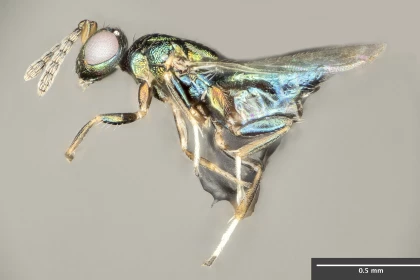 A wasp horror story that makes you glad you're not an insect