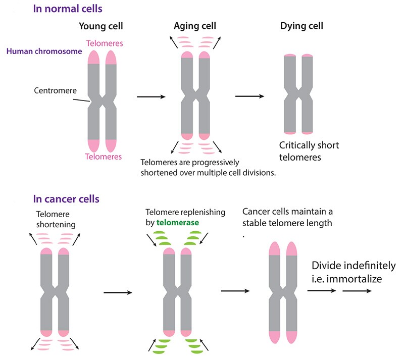 Scientists map out enzyme that could help fight aging and cancer