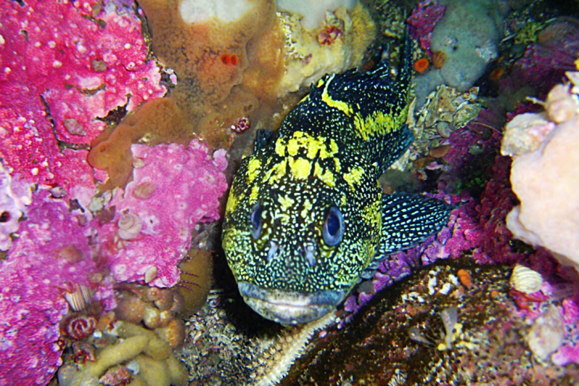 NEPTUNE Canada - world's largest cabled seafloor observatory goes live