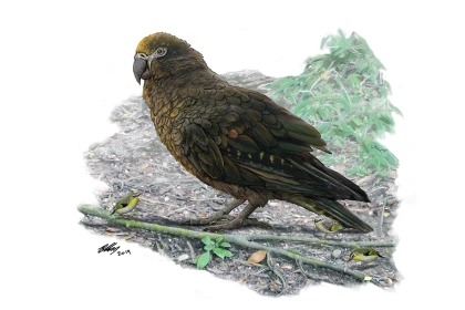 Remains of extinct giant parrot found in New Zealand