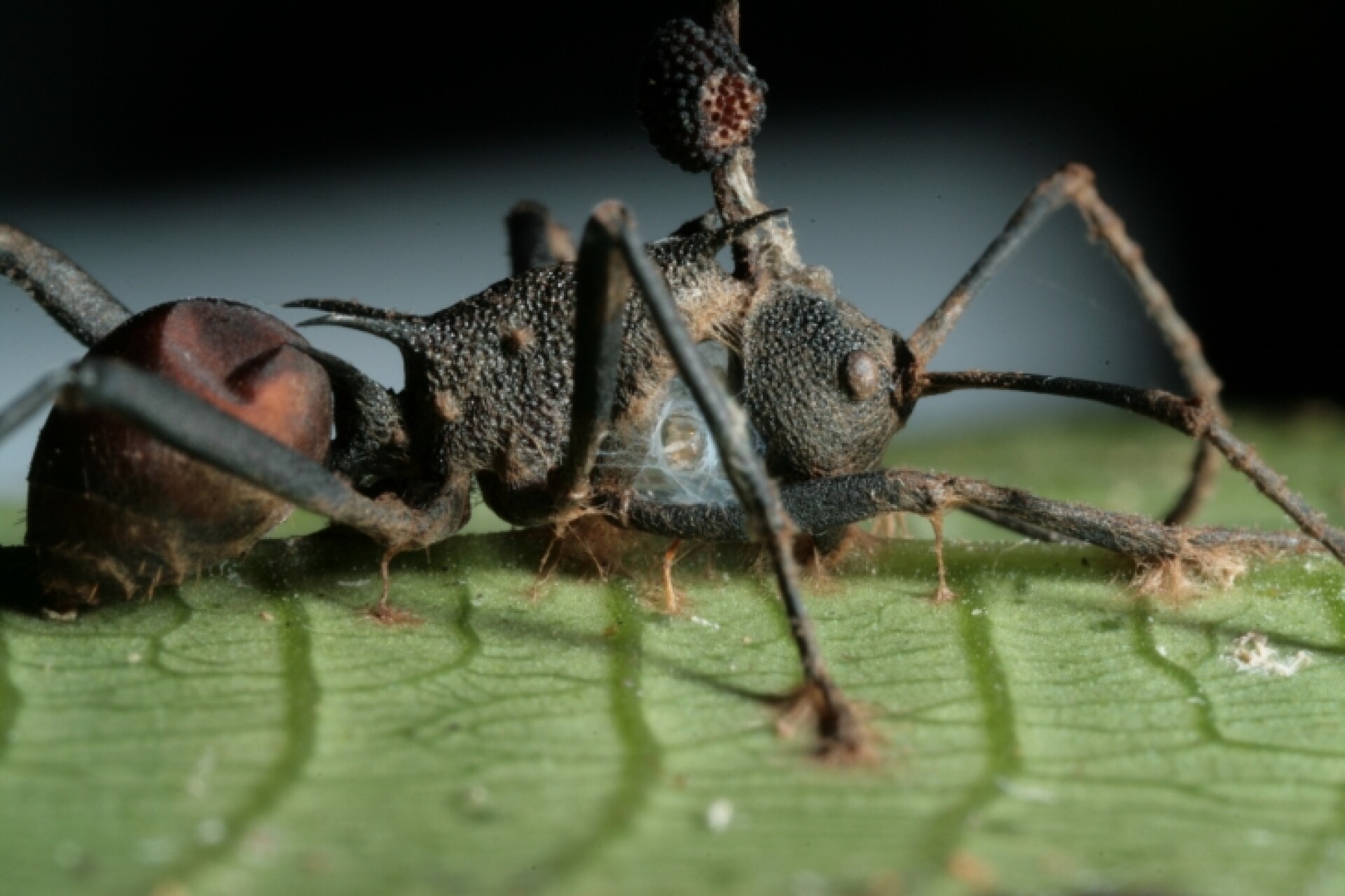 "Zombie ant" fungus found to leave its victim's brains uneaten