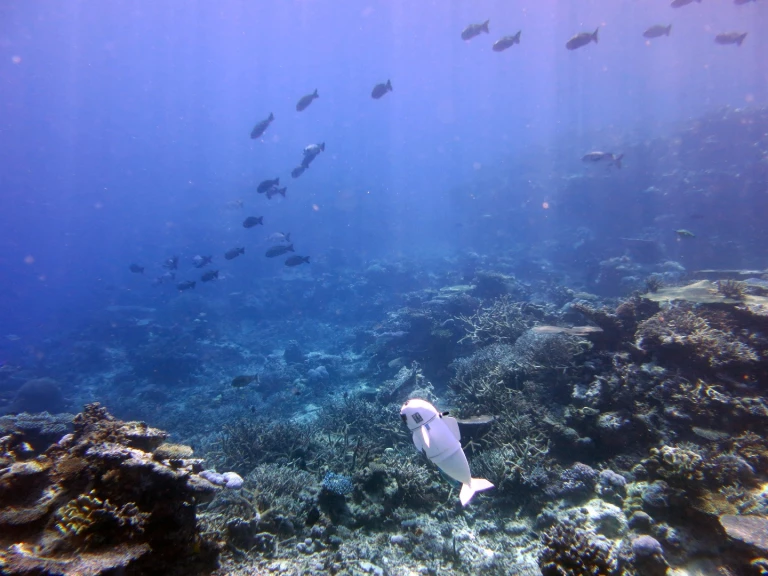 Soft robotic fish blends right in with the real ones