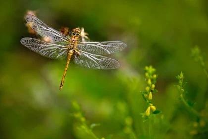 Dragonfly brains could make missile defenses faster and more accurate
