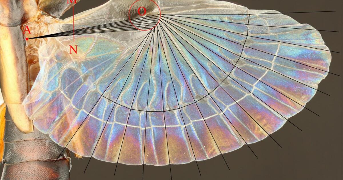 Earwig wings inspire new folding technology