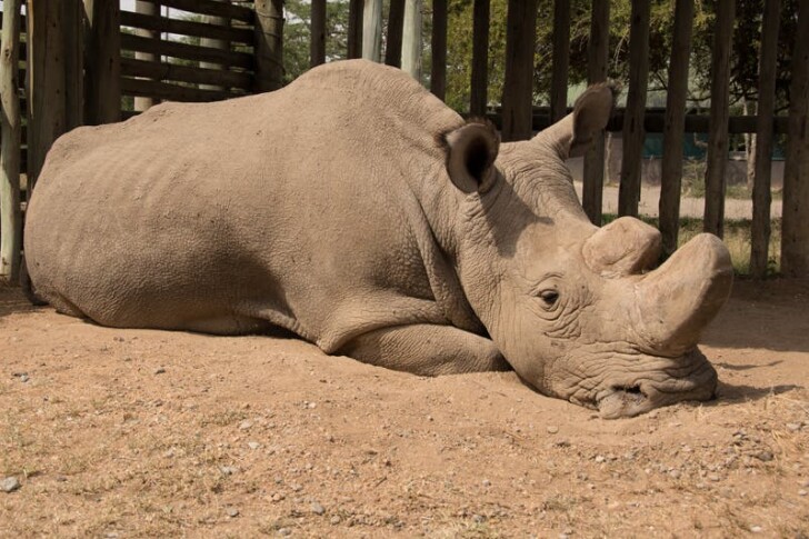 Rhino