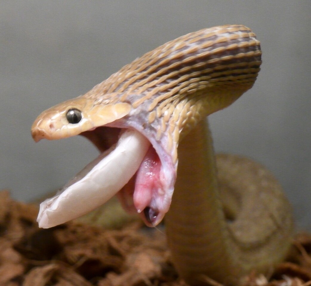 Small snake's egg-swallowing prowess puts pythons to shame