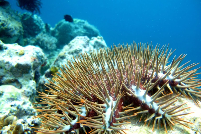 Aquatic robot seeks and destroys reef-killing starfish