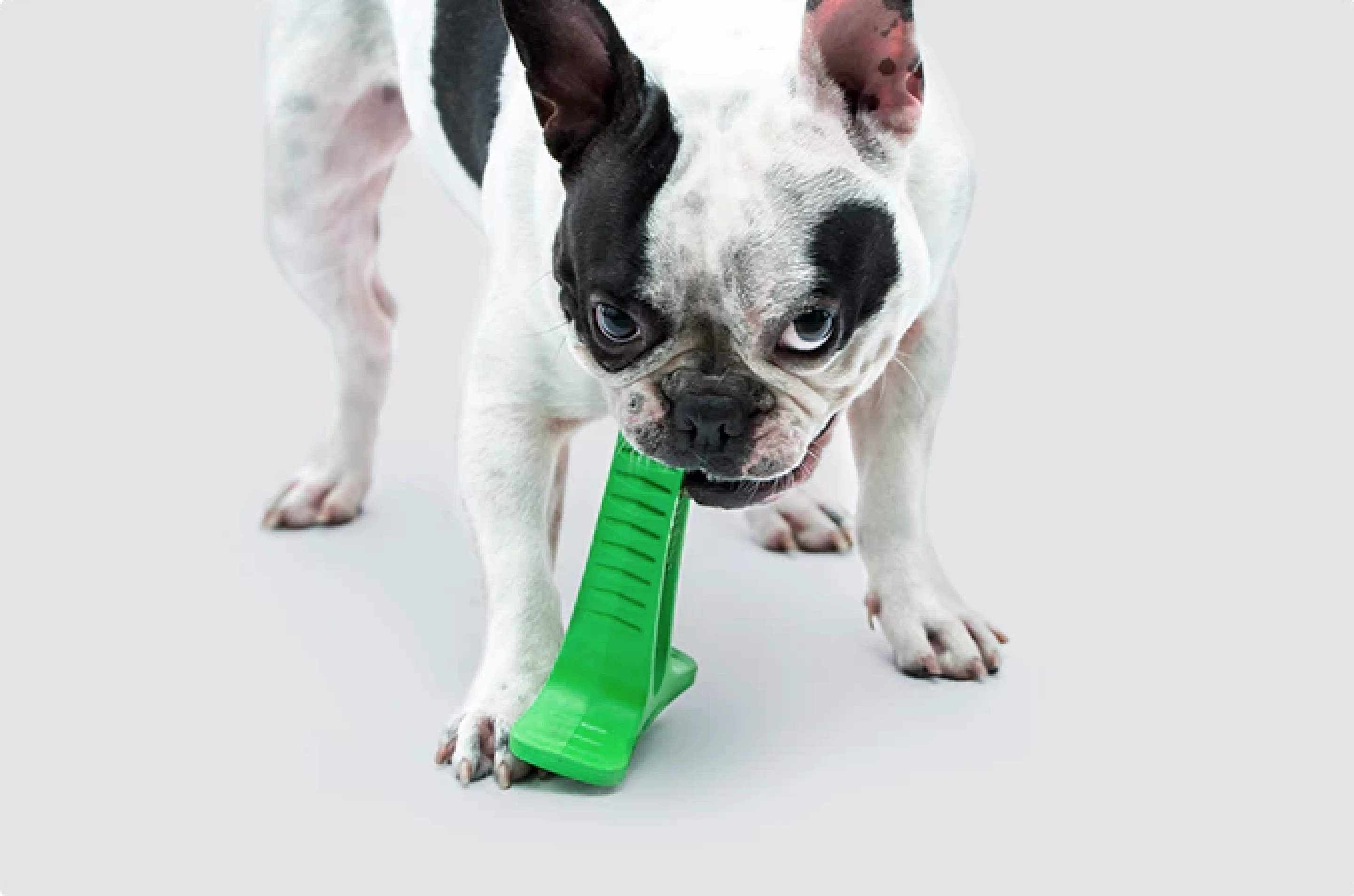 Bristly doggy toothbrush lets your hound do the grunt work