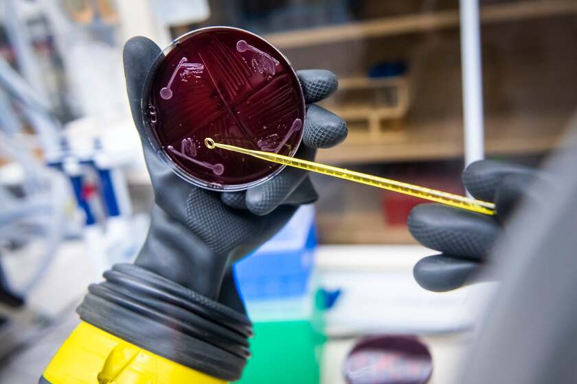 Stanford scientists build first synthetic human microbiome from scratch Stanford scientists build first synthetic human microbiome from scratch
