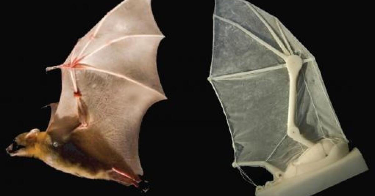 bat wing half folded