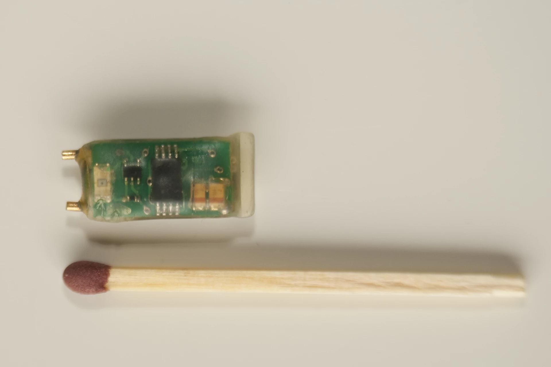 The remarkable migratory patterns of the Arctic Tern