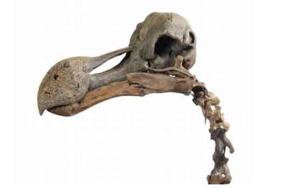 real dodo skeleton