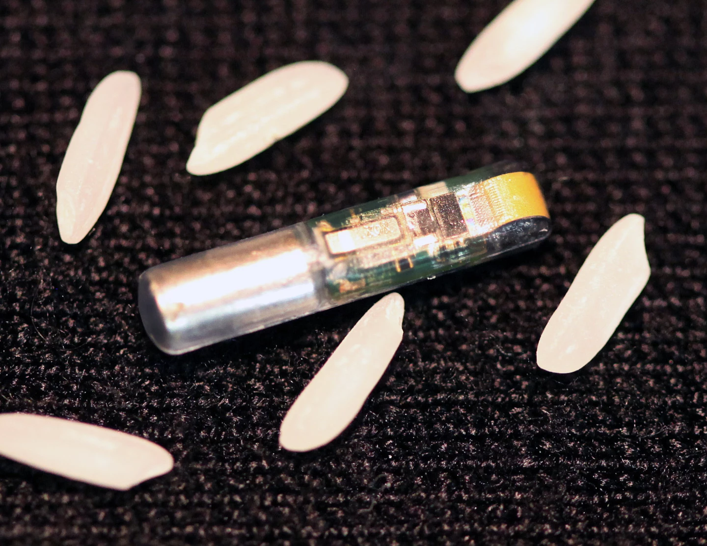 Tiny injectable beeping tags used to track salmon