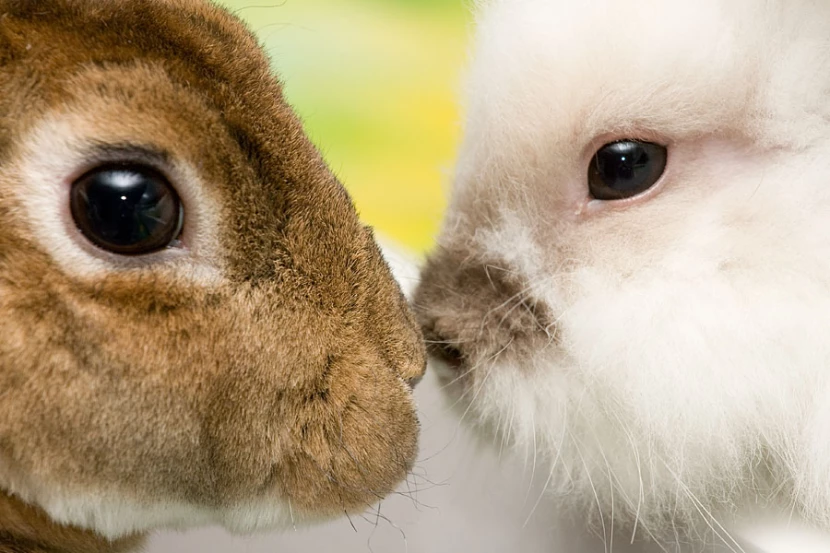 Lab-grown eye tissue restores rabbits' vision
