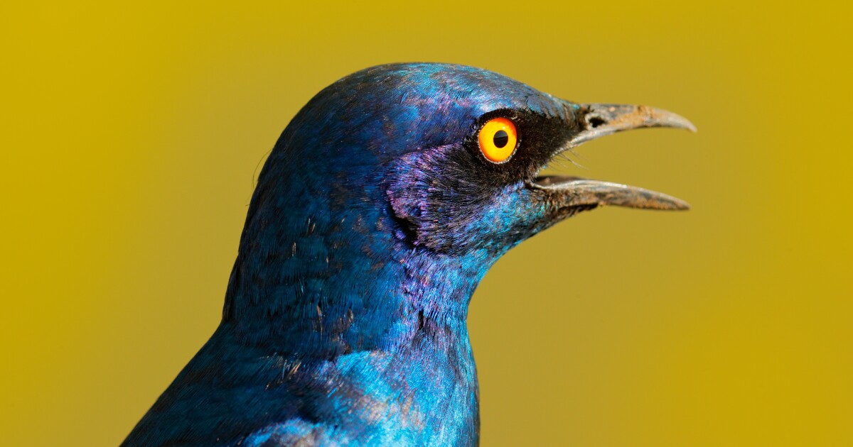 how does bird vision work