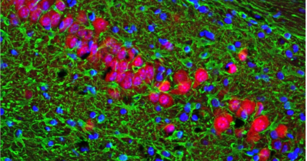 Alzheimer's hope in new memory-restoring drug
