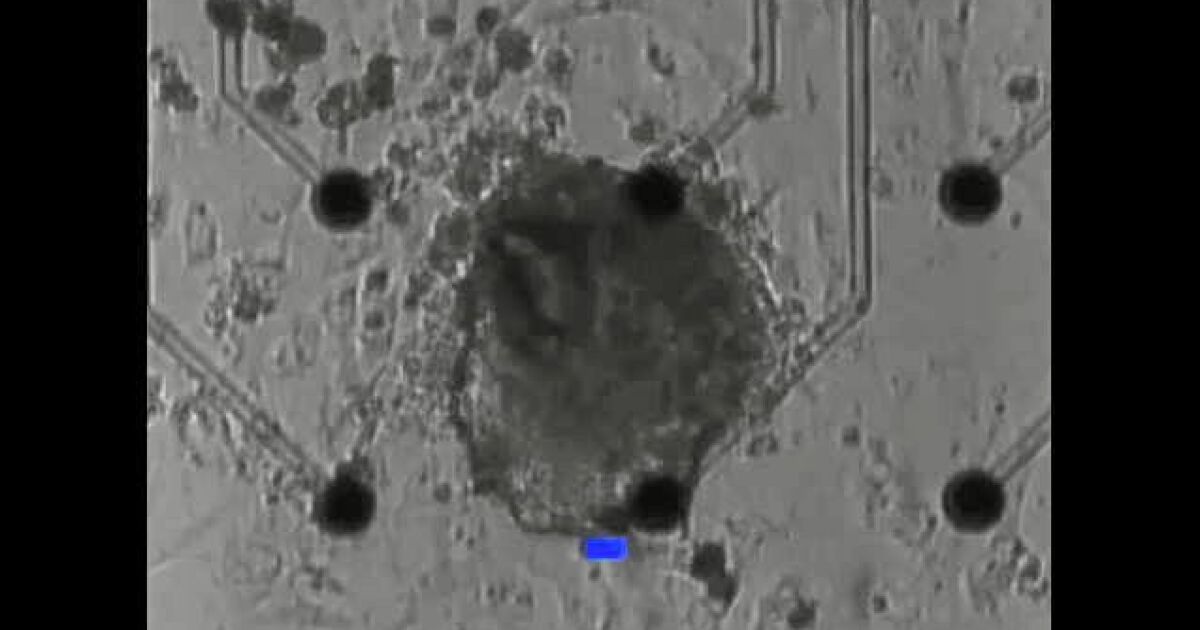 Light-activated human heart cells could be used with light-emitting ...