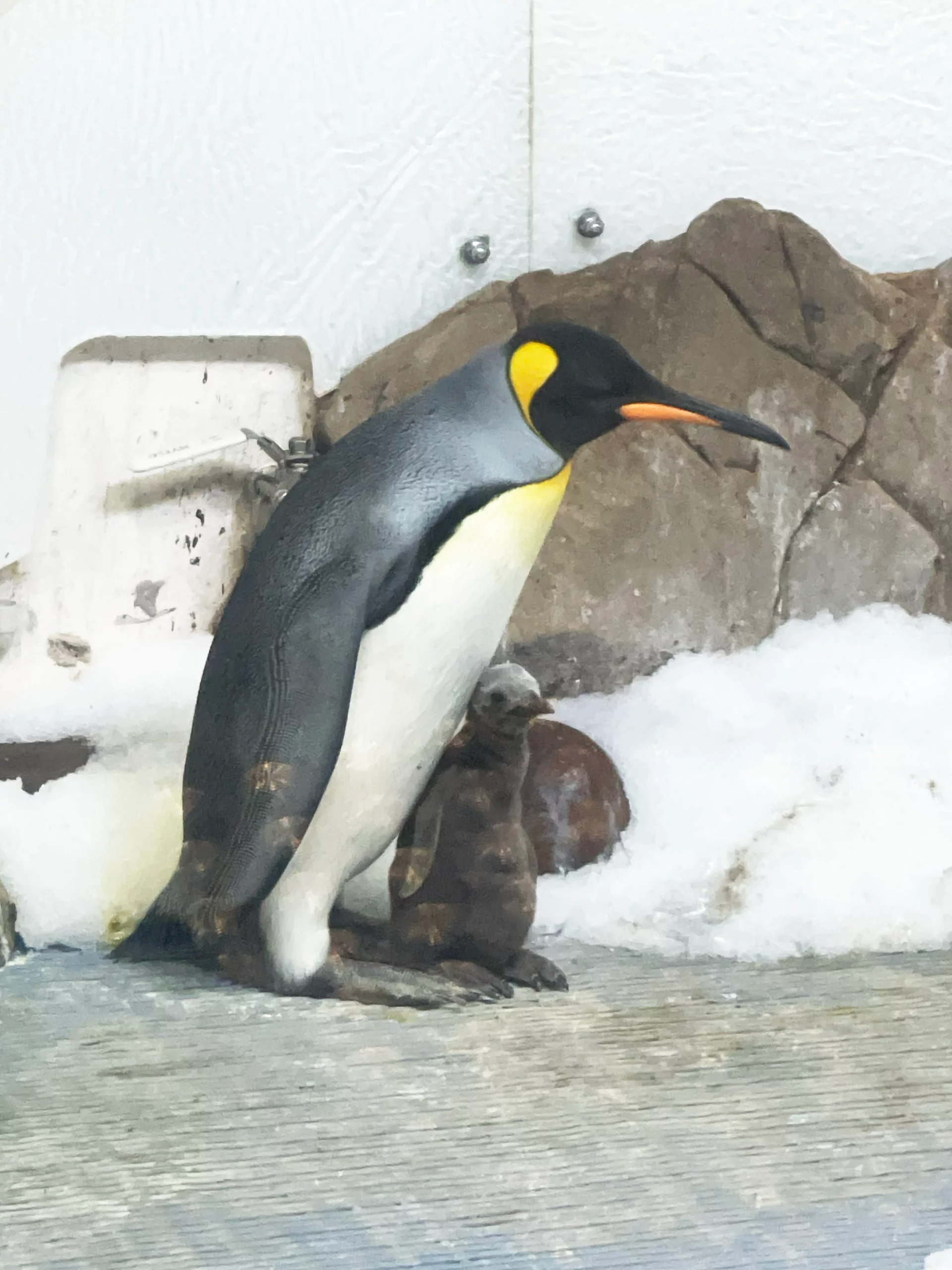 Massive 50-lb king penguin chick Pesto becomes a surprise global star