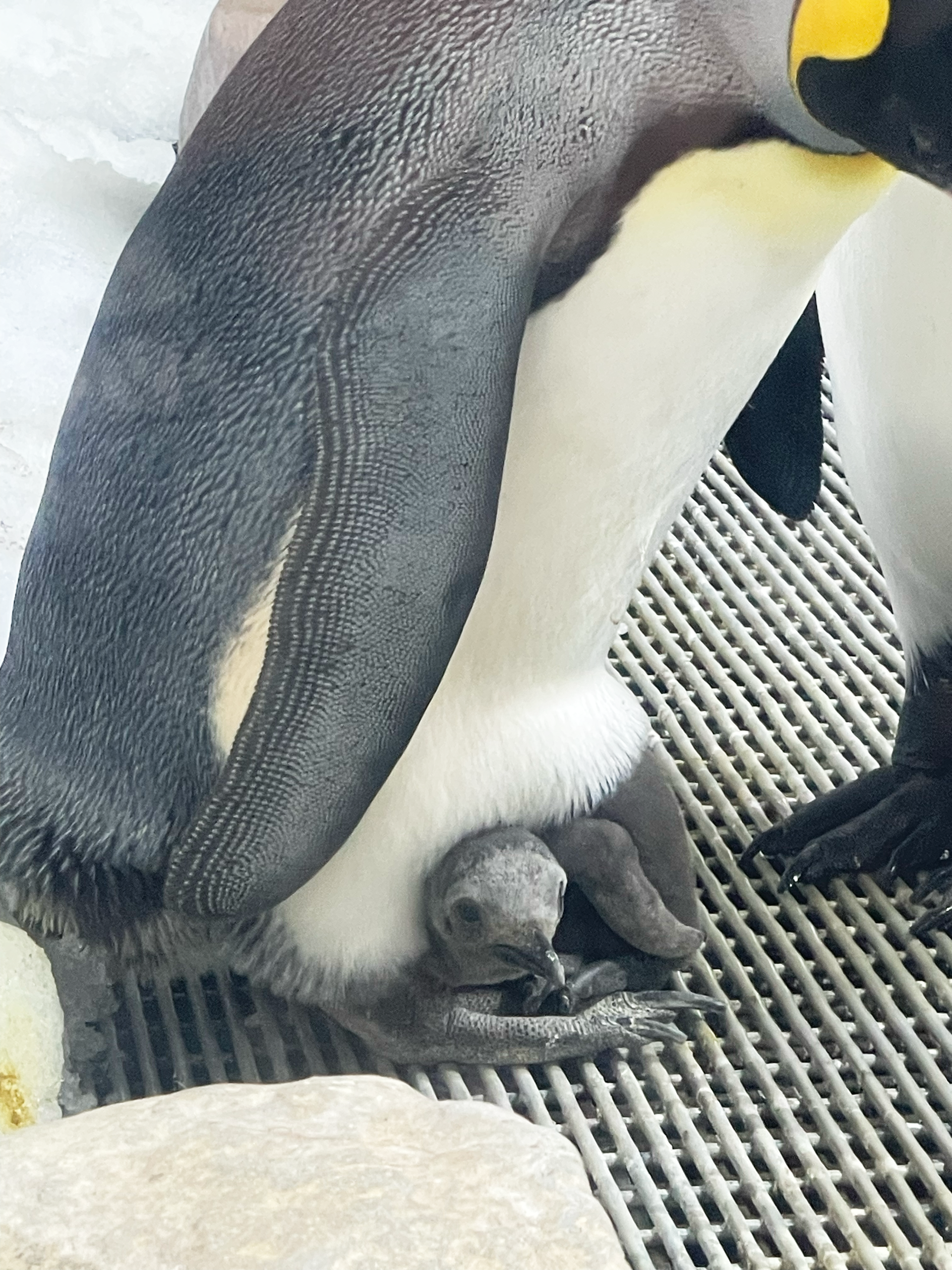Massive 50-lb king penguin chick Pesto becomes a surprise global star