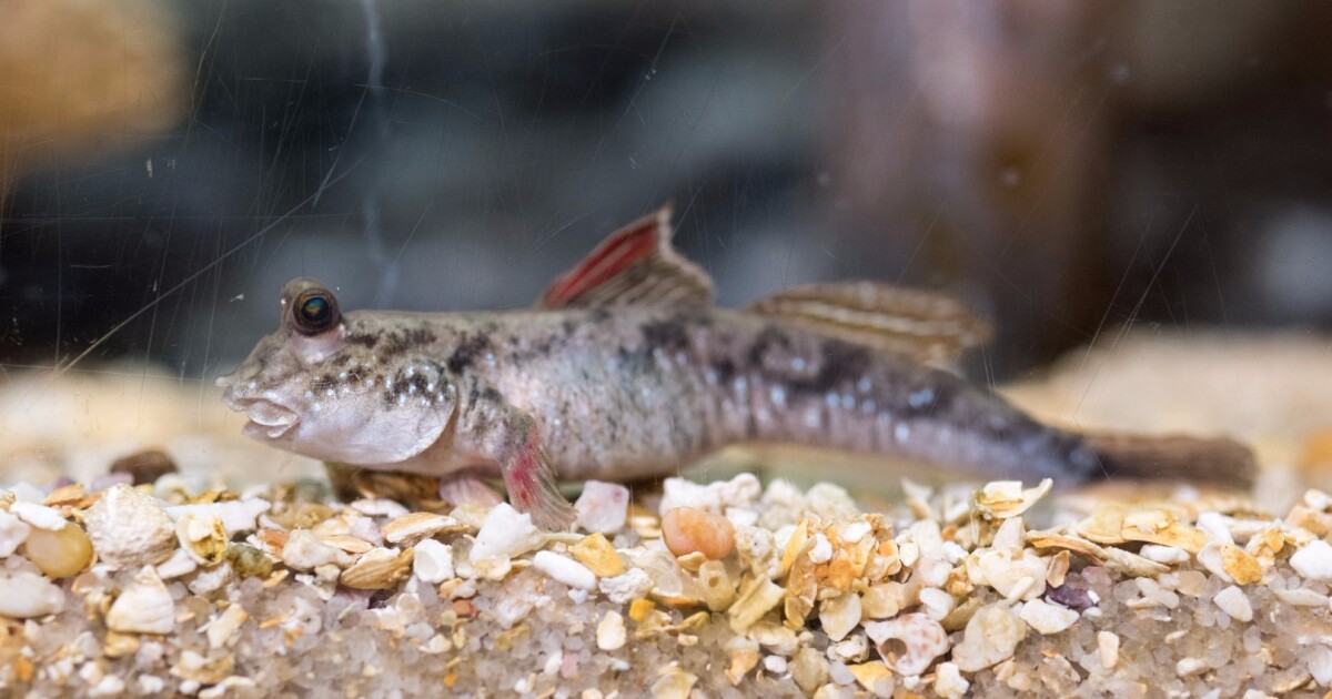 Mudskipper robot gives us a lesson in locomotion
