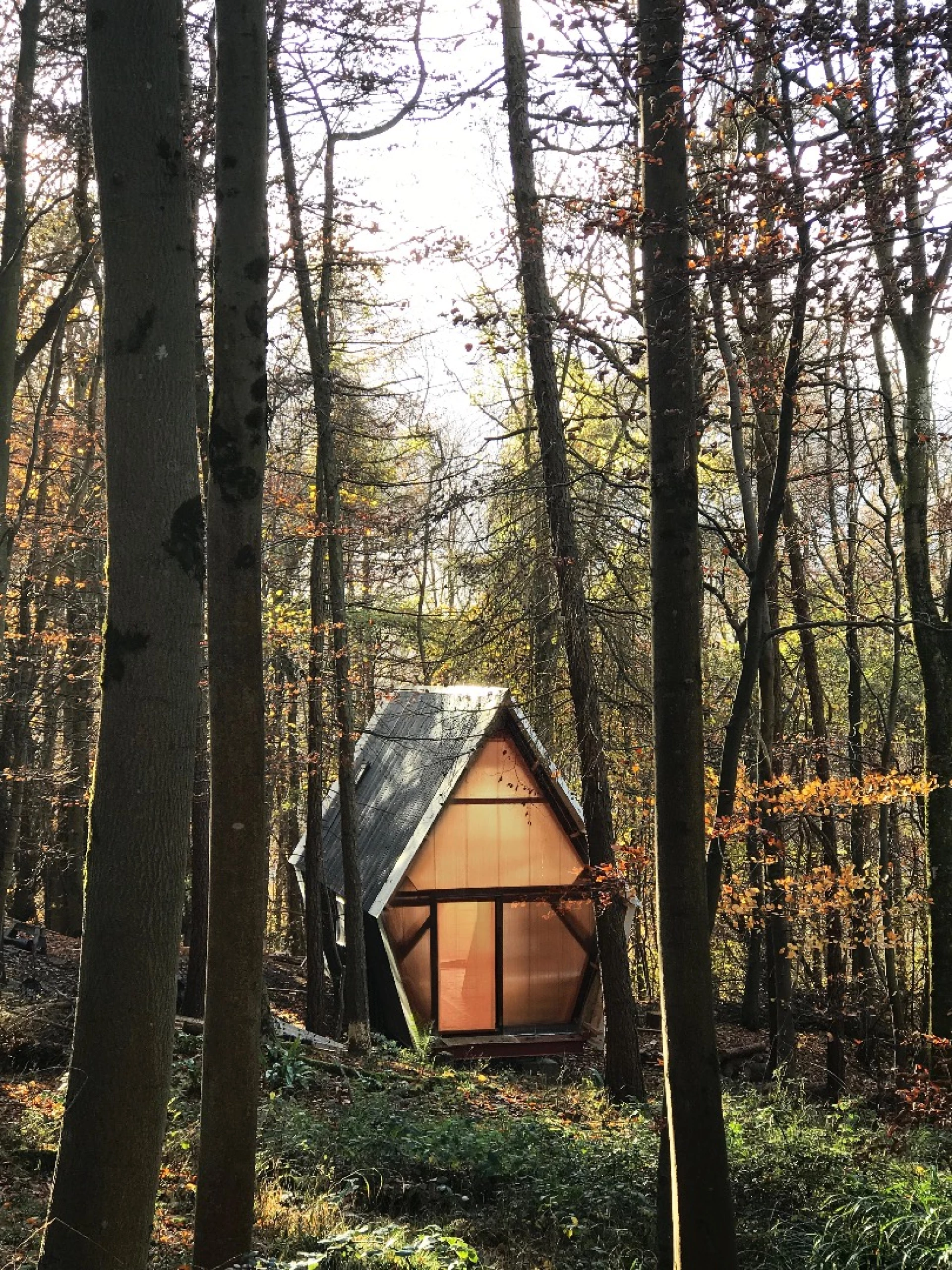 Tiny cabin in the woods built for a tiny price
