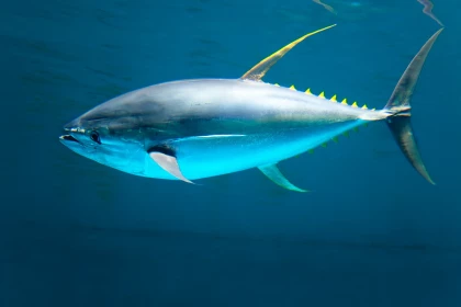 Fish evolve to reap the rewards of protected waters